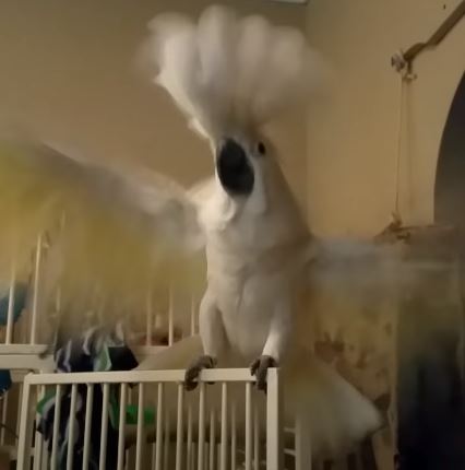 Cockatoo Hilariously Rocks Out To Music