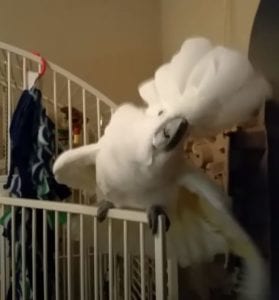 Cockatoo Hilariously Rocks Out To Music
