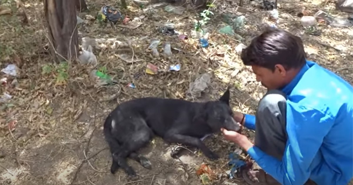 Street dog lying on the road unable to move meets helping hand
