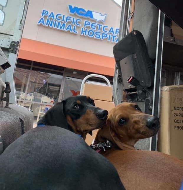 Little pups help their delivery driver dad on his route when their ...
