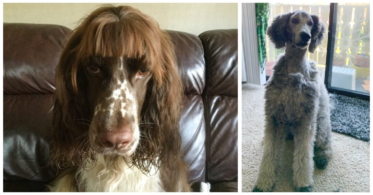 30 grooming fails people should have left to the professionals