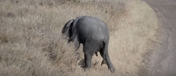 Mom handles baby elephant’s epic tantrum with classic parenting technique