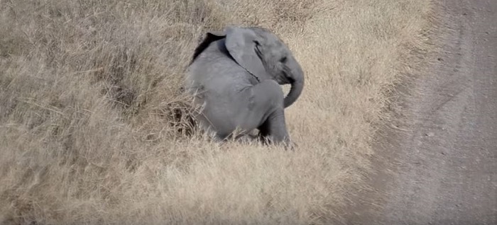 Mom handles baby elephant’s epic tantrum with classic parenting technique