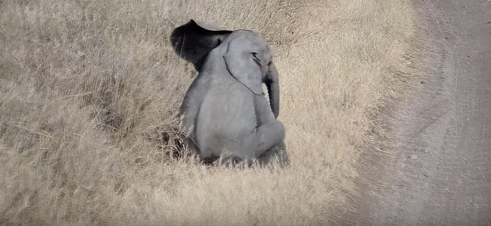 Mom handles baby elephant’s epic tantrum with classic parenting technique