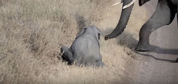 Mom handles baby elephant’s epic tantrum with classic parenting technique