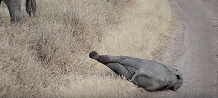 Mom handles baby elephant’s epic tantrum with classic parenting technique