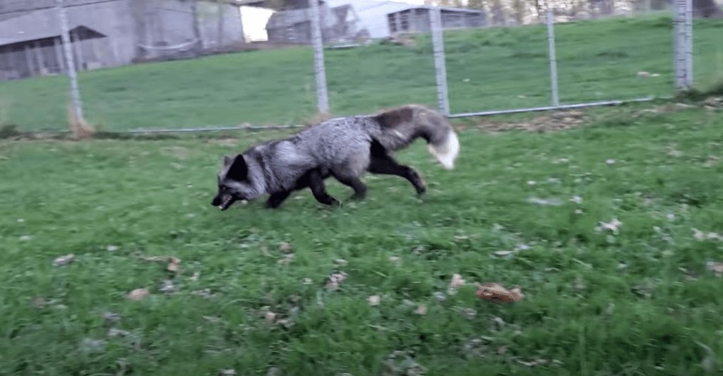 Fox best friends laugh and chat with each other in adorable video