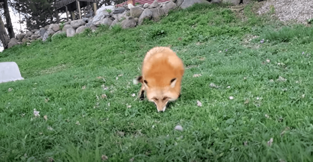 Fox best friends laugh and chat with each other in adorable video