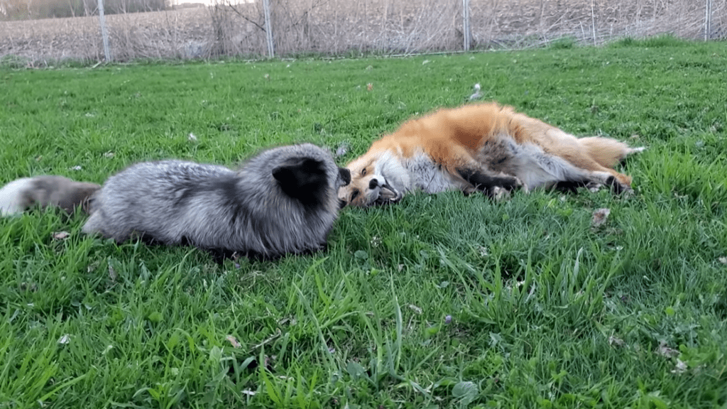 Fox best friends laugh and chat with each other in adorable video