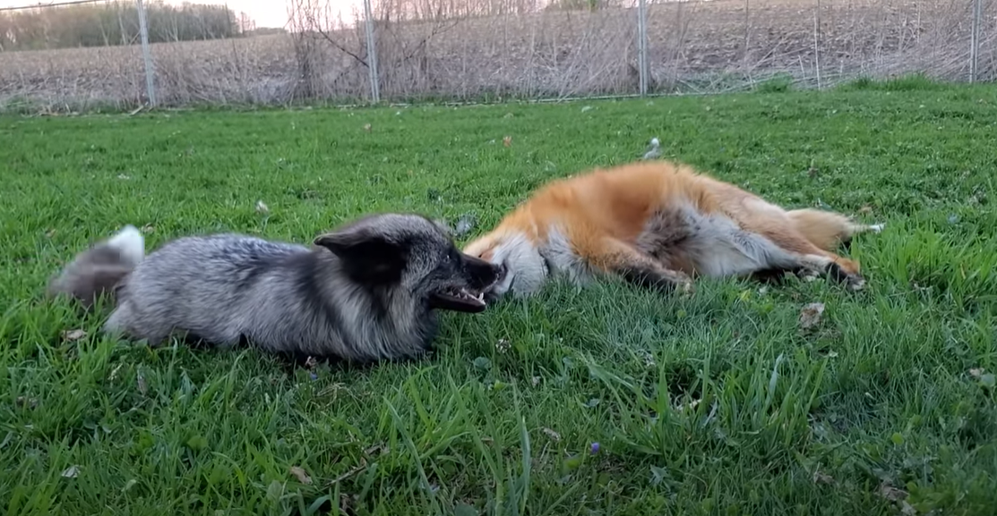 Fox best friends laugh and chat with each other in adorable video
