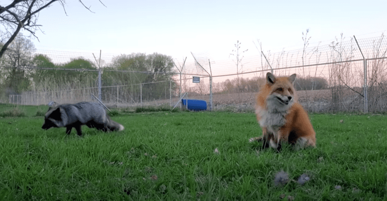 Fox best friends laugh and chat with each other in adorable video