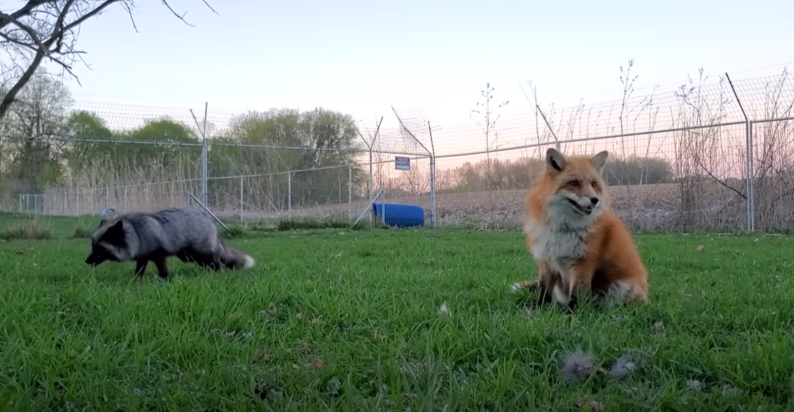 Fox best friends laugh and chat with each other in adorable video