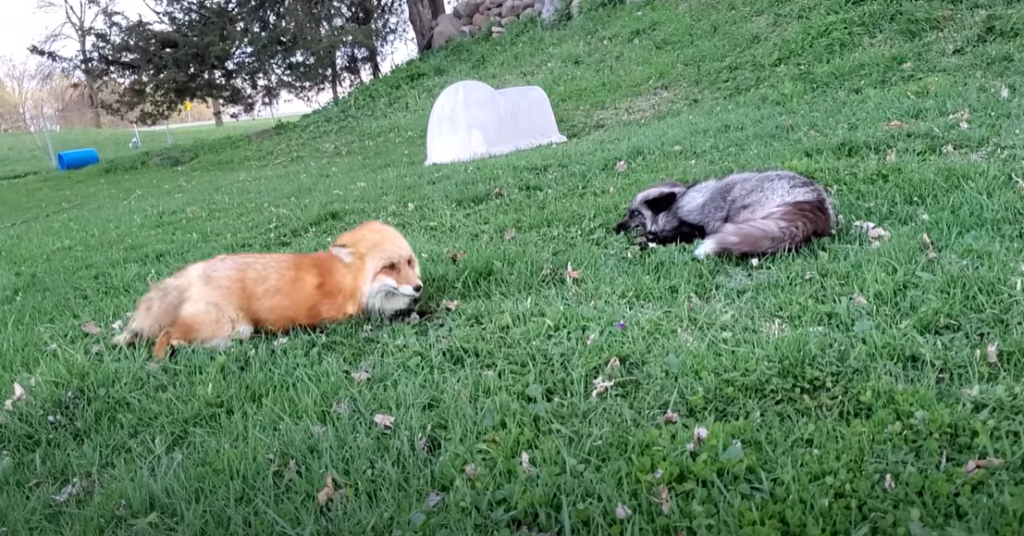Fox best friends laugh and chat with each other in adorable video