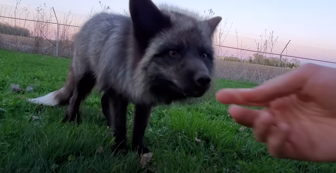 Fox best friends laugh and chat with each other in adorable video