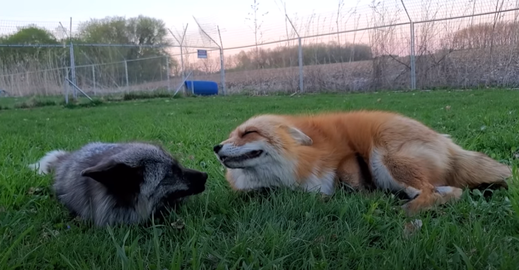 Fox best friends laugh and chat with each other in adorable video