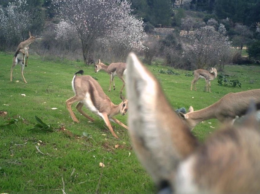 There’s A Facebook Group Dedicated To Bad Wildlife Photos And It’s ...