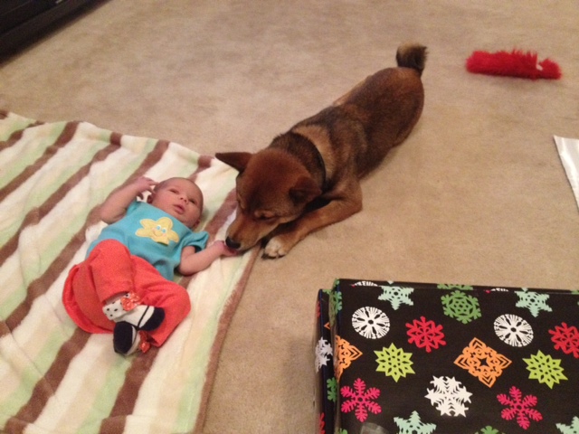 40+ animals that have enough love for the whole wide world