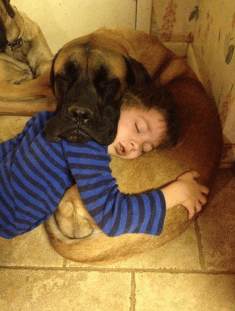 40+ animals that have enough love for the whole wide world