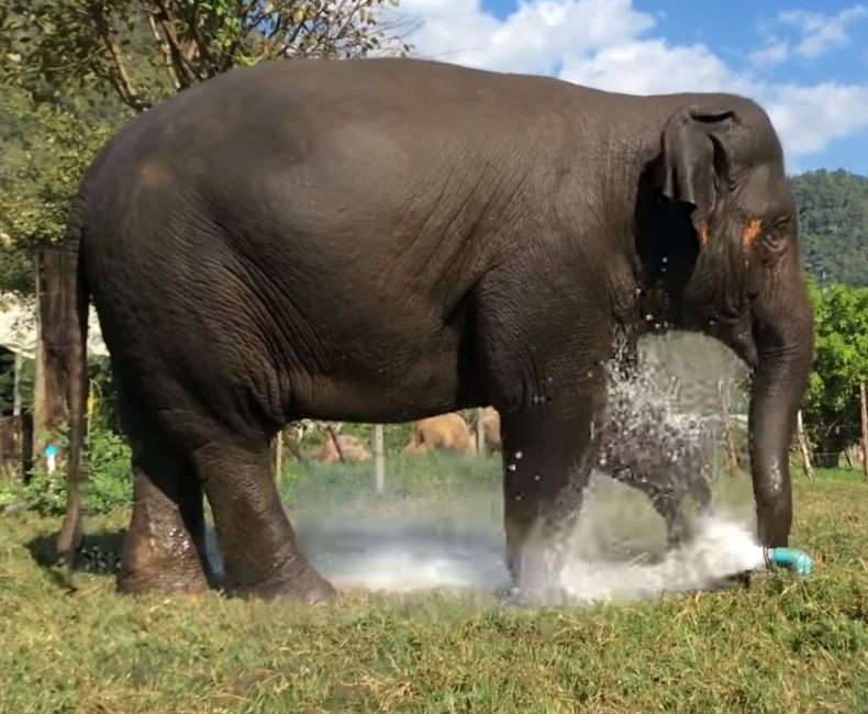 Elephant Breaks Sprinkler And Creates Her Own Fountain