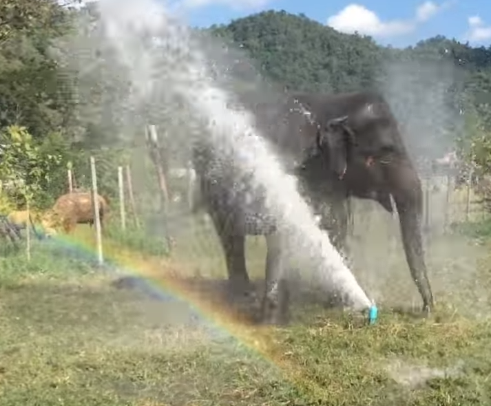 Elephant Breaks Sprinkler And Creates Her Own Fountain