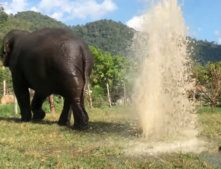 Elephant Breaks Sprinkler And Creates Her Own Fountain