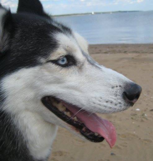 Adorable Husky Tells Owners “I Love You”
