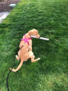 35 dogs caught pooping in the weirdest ways