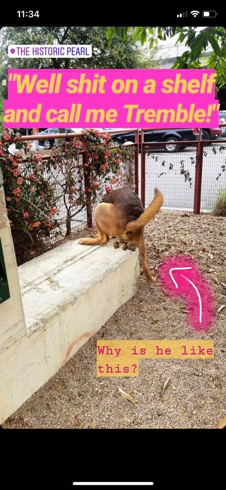 35 dogs caught pooping in the weirdest ways