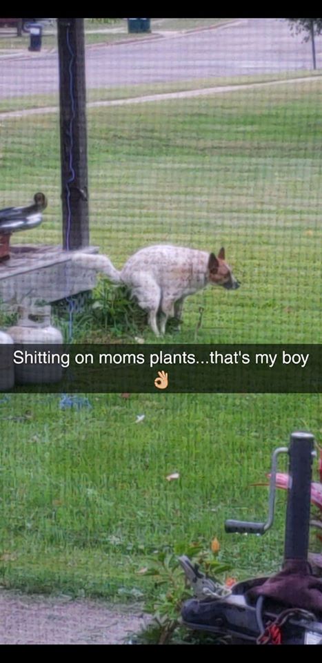 35 dogs caught pooping in the weirdest ways