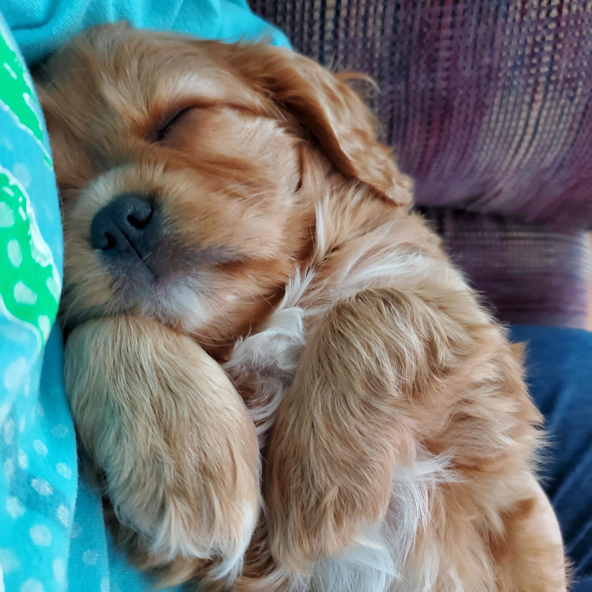 30 Pets Who Are Adorably In Love With Their Owners