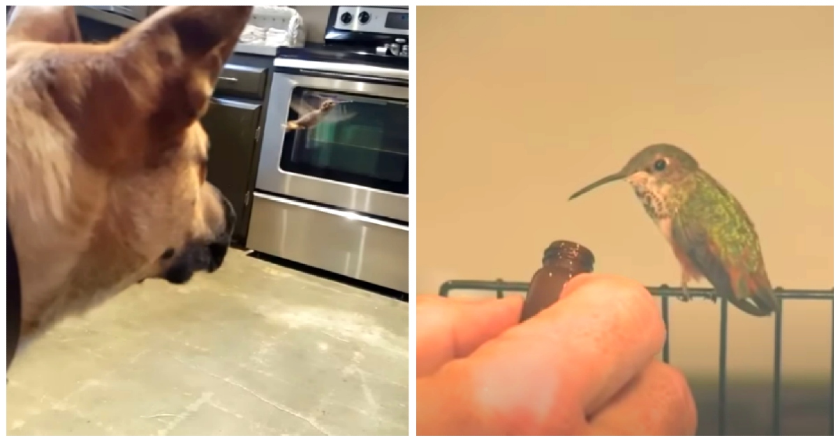 Man adopts a dangerous feral dog. 1 month later dog rescues dying ...