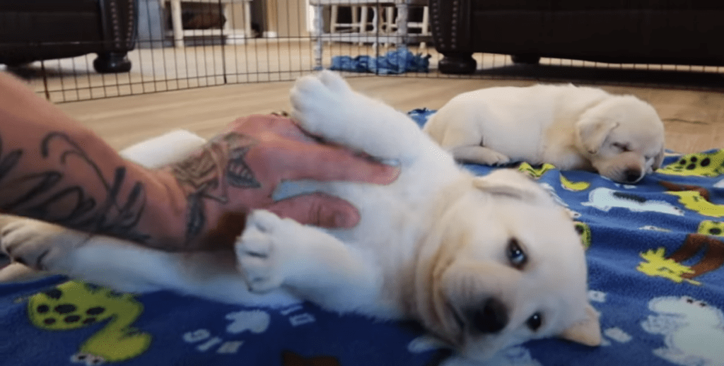 Puppies experience their first-ever belly rubs and their reactions are ...