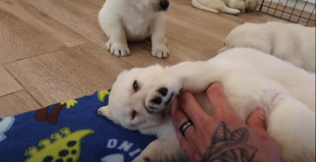 Puppies experience their first-ever belly rubs and their reactions are ...