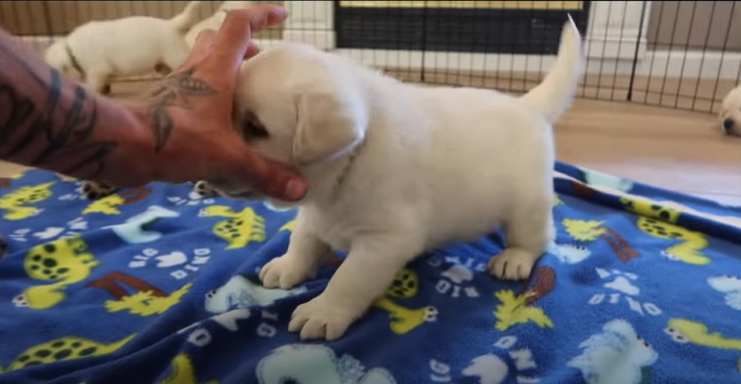 Puppies experience their first-ever belly rubs and their reactions are ...