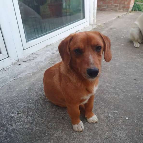 Woman Lets Dogs Out To Play—And They Come Home With New Brother