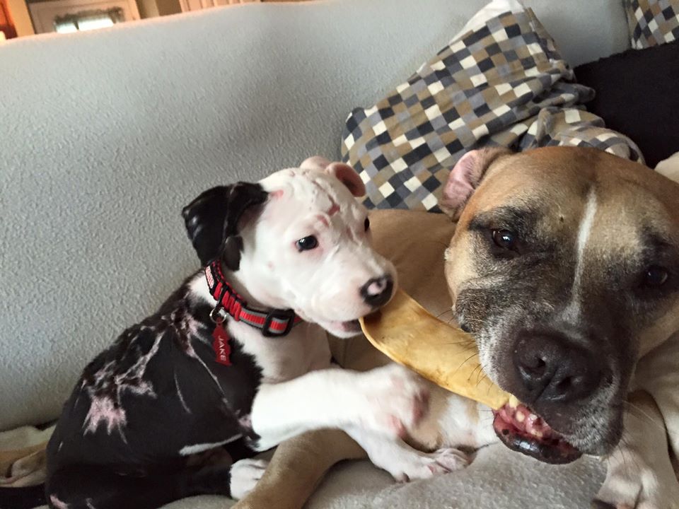 Firefighter saves burned pit bull puppy from fire then turns him into ...