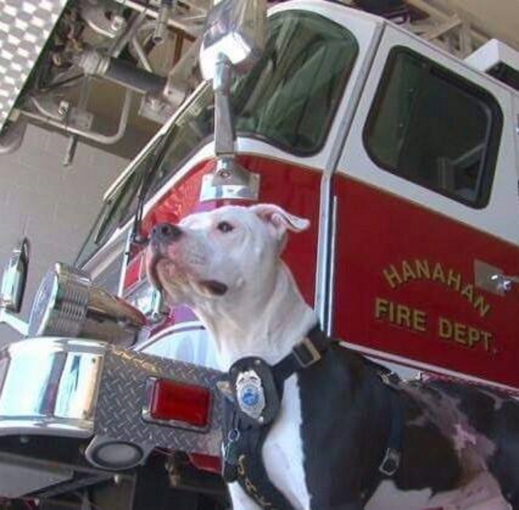 Firefighter saves burned pit bull puppy from fire then turns him into ...