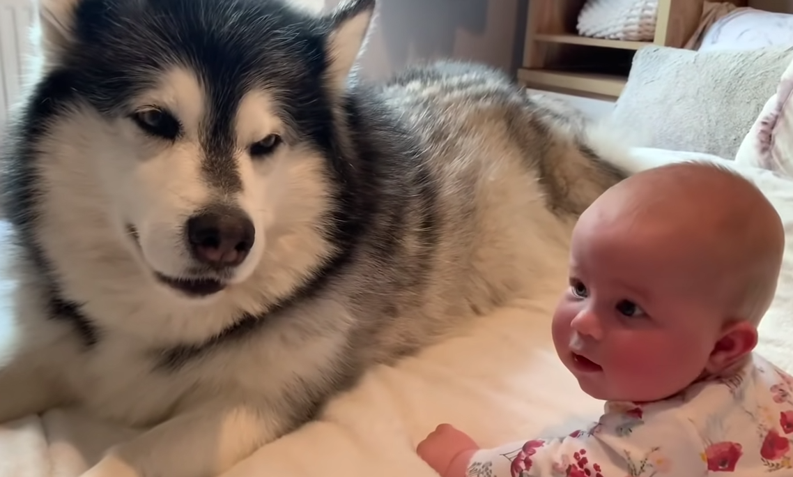 Loving Dog Tries To Teach Baby To Crawl