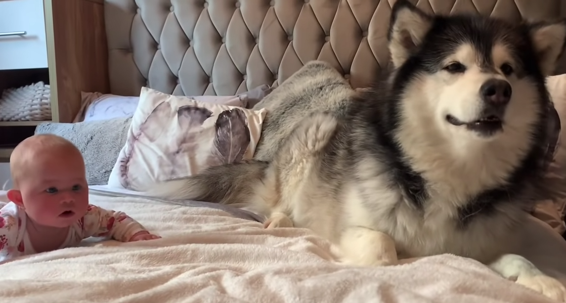 Loving Dog Tries To Teach Baby To Crawl