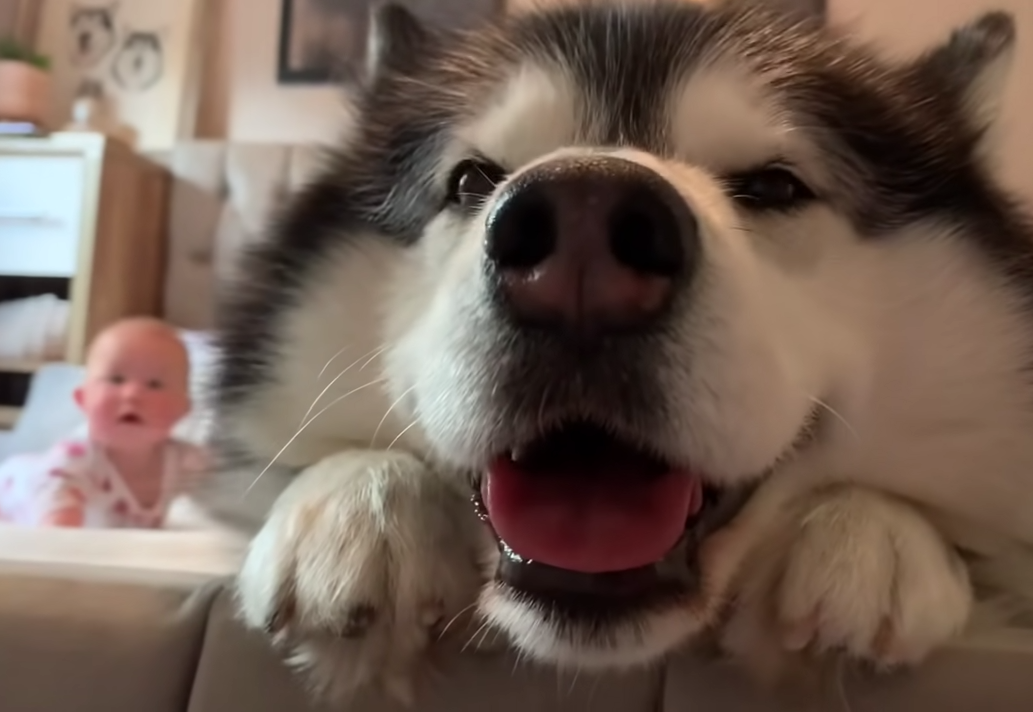Loving Dog Tries To Teach Baby To Crawl