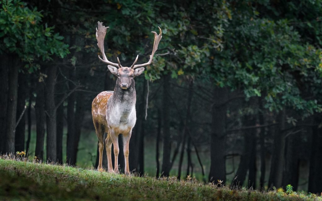 Watch crying deer stuck in fence get rescued by an unlikely hero