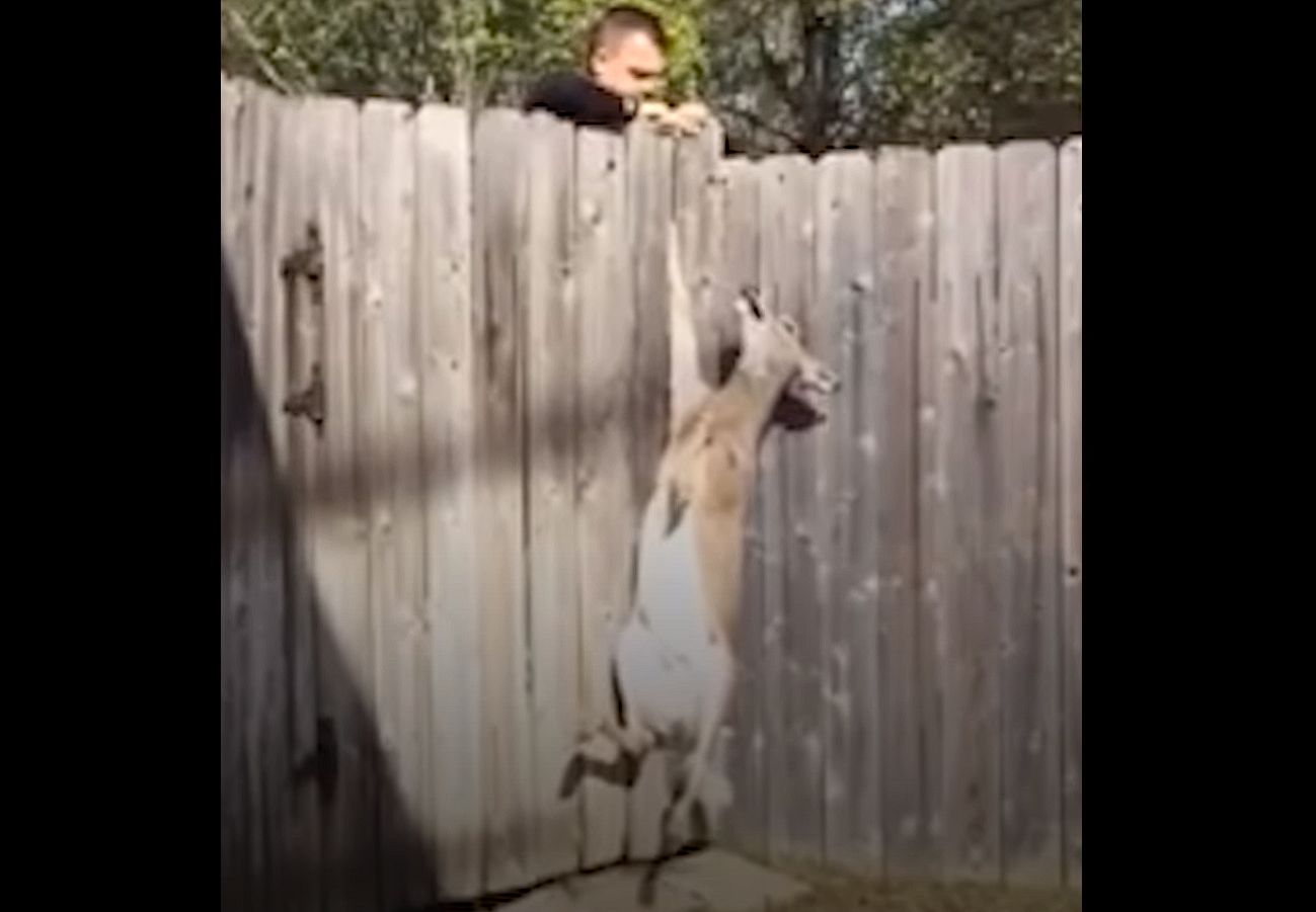 Watch crying deer stuck in fence get rescued by an unlikely hero
