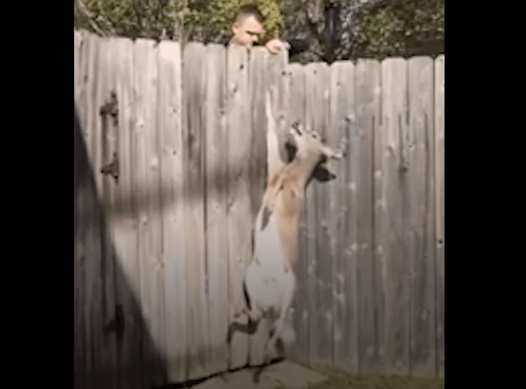 Watch crying deer stuck in fence get rescued by an unlikely hero