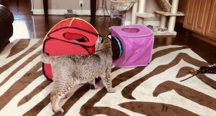 Woman Accidentally Brings Wild Bobcat Into Her House