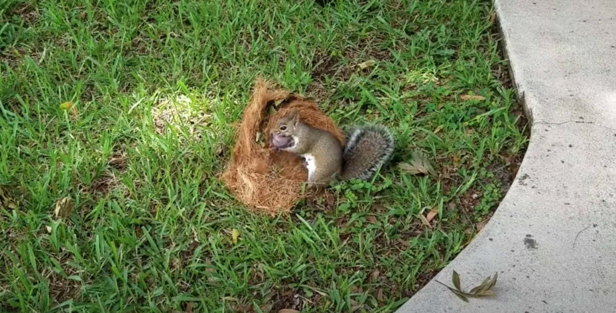 Heroic squirrel mom rescues crying babies after they fall from nest