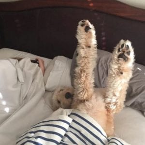 70 Pets took over their owner’s beds without remorse