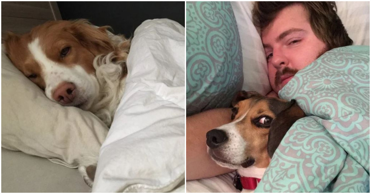 70 Pets took over their owner’s beds without remorse