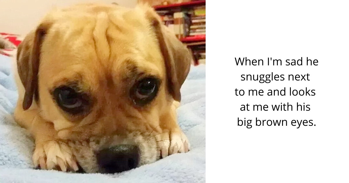 30 Pets Who Are Adorably In Love With Their Owners