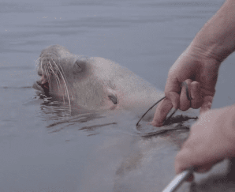 Man Frees Entangled Sea Lion