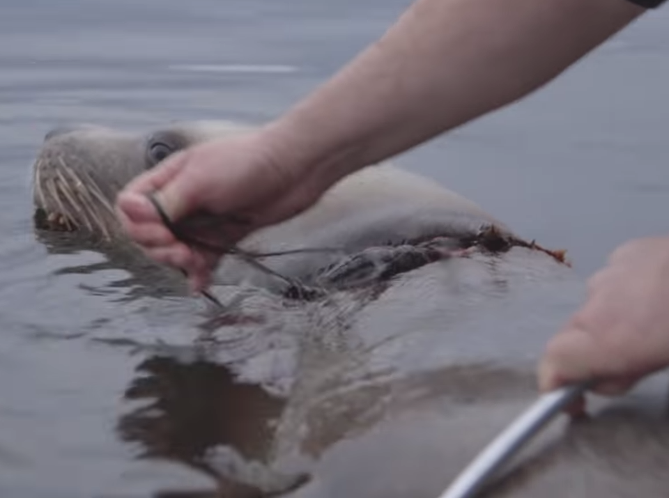 Man Frees Entangled Sea Lion